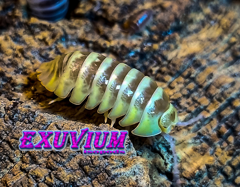Armadillidium maculatum ‘Chocolate Yellow’ – Exuvium Isopods