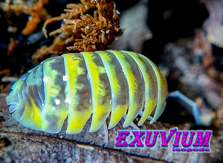 Armadillidium maculatum ‘Chocolate Yellow’ – Exuvium Isopods