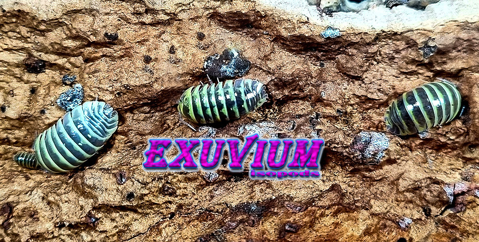 Armadillidium maculatum ‘Chocolate Yellow’ – Exuvium Isopods