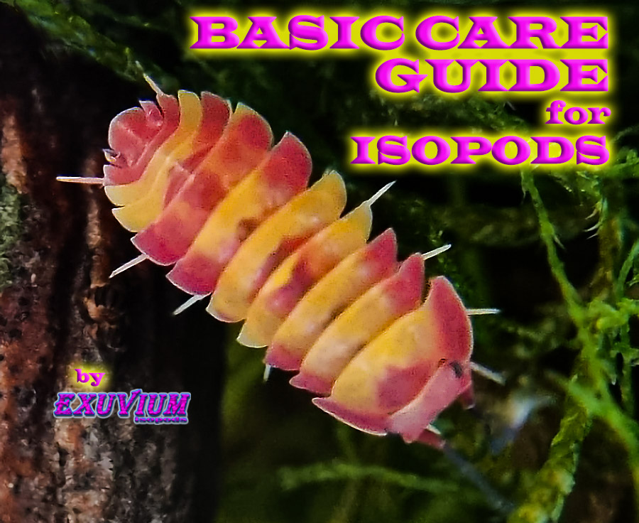 Basic care guide for keeping & breeding isopods (beginners) – Exuvium ...