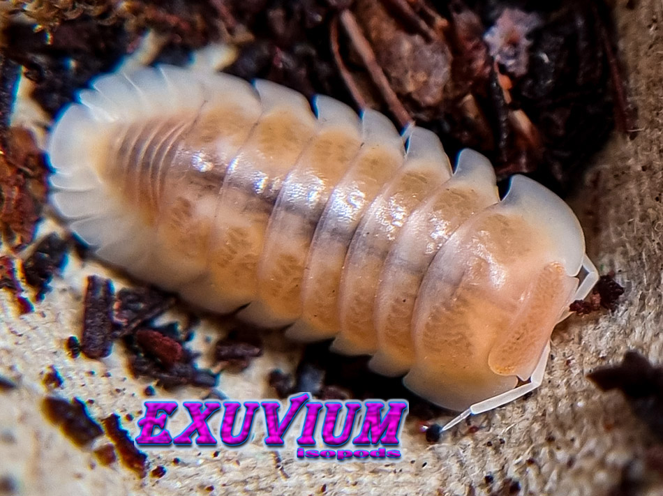 Cubaris sp. ‘Snow Queen’ – Exuvium Isopods
