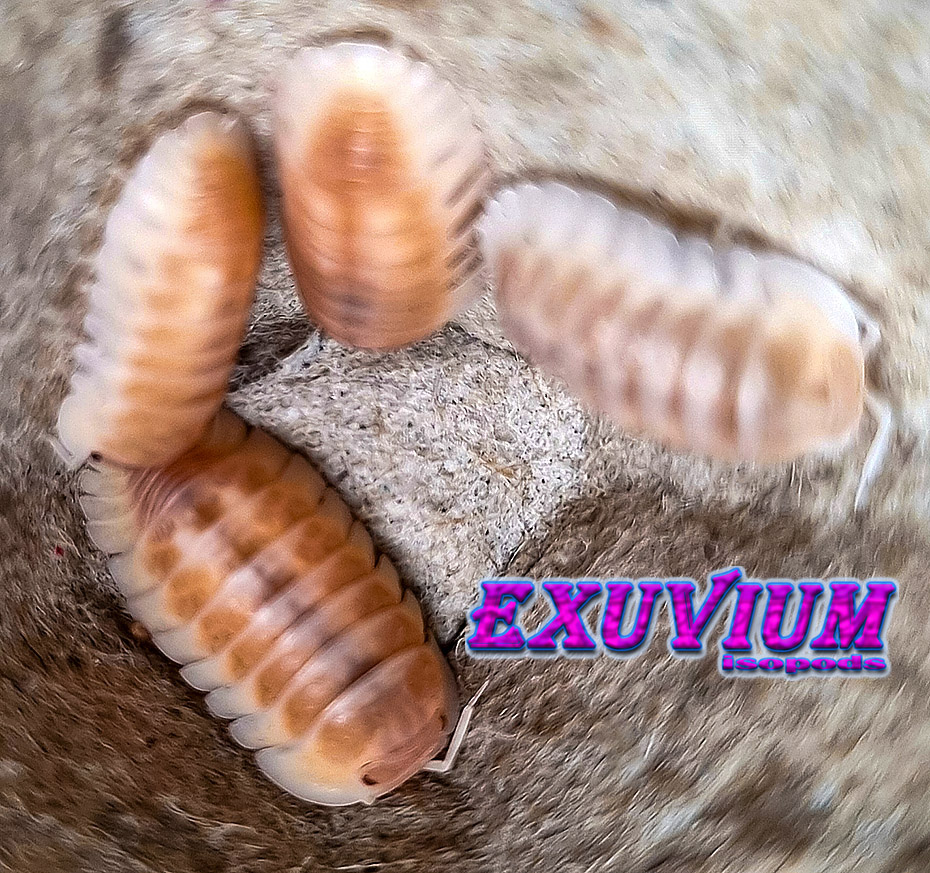 Cubaris sp. ‘Snow Queen’ – Exuvium Isopods