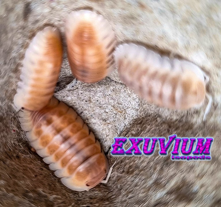 Cubaris sp. ‘Snow Queen’ Captive Bred Isopods – Exuvium Isopods