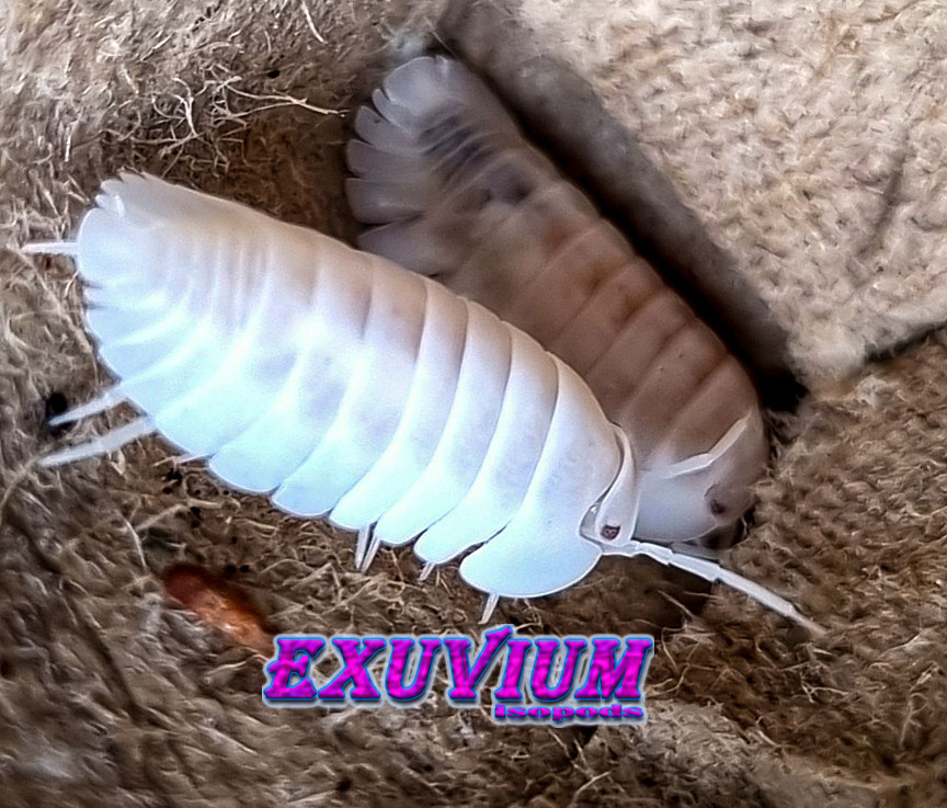 Cubaris sp. ‘Snow Queen’ – Exuvium Isopods