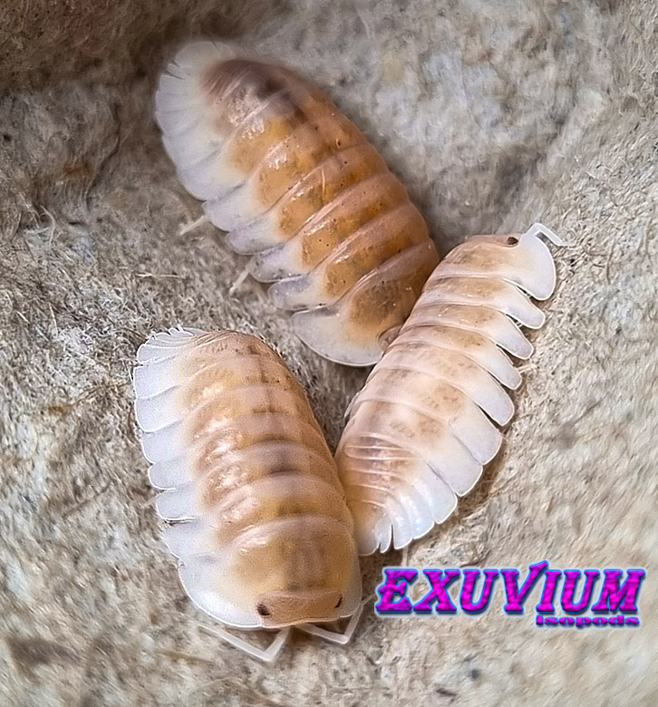 Cubaris sp. ‘Snow Queen’ – Exuvium Isopods