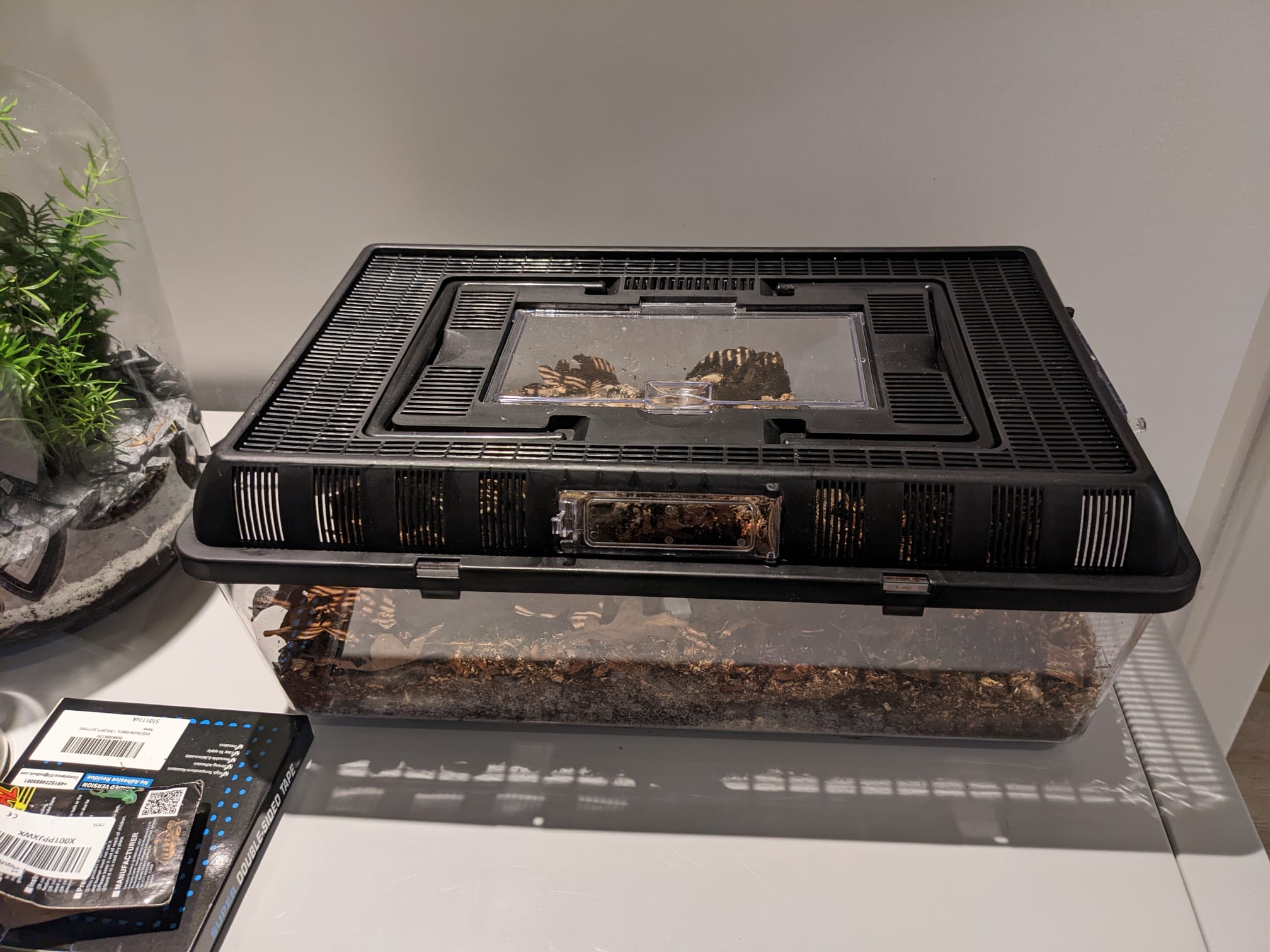 Basic care guide for keeping & breeding isopods (beginners) – Exuvium ...