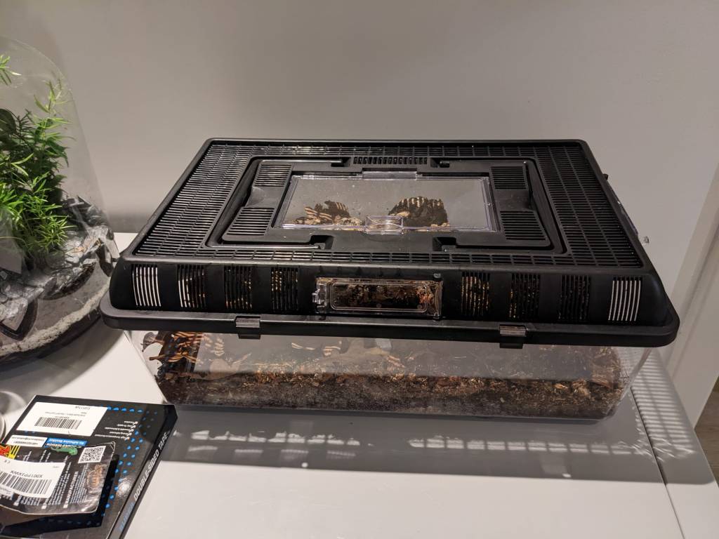 Basic care guide for keeping & breeding isopods (beginners) – Exuvium ...