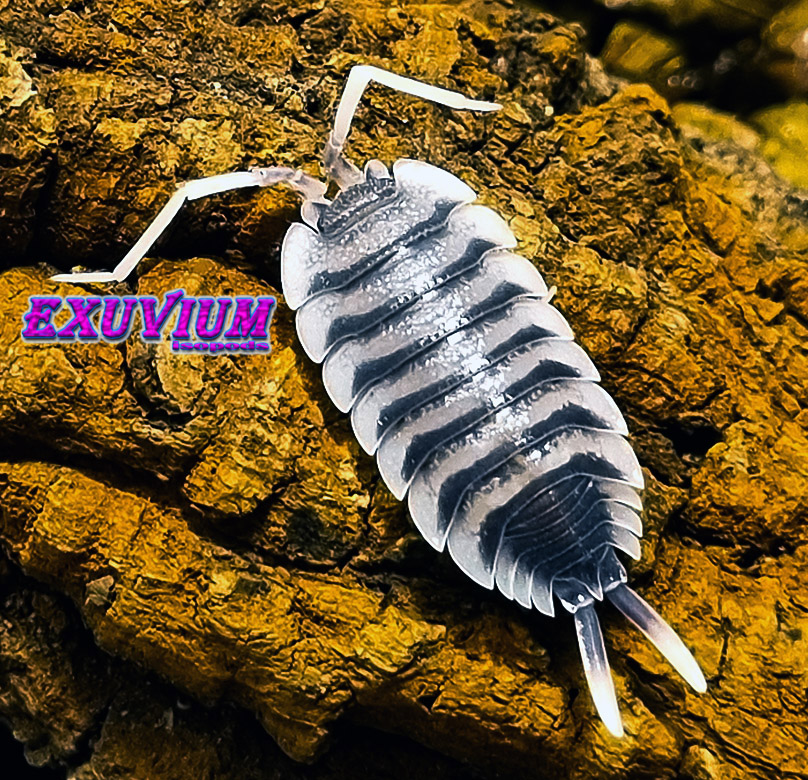 Porcellio sp. ‘Ultra White Antenna’ Captive Bred Isopods – Exuvium Isopods