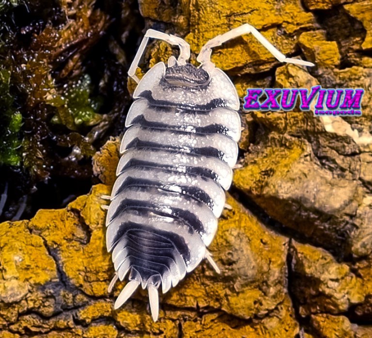 Porcellio sp. ‘Ultra White Antenna’ Captive Bred Isopods – Exuvium Isopods