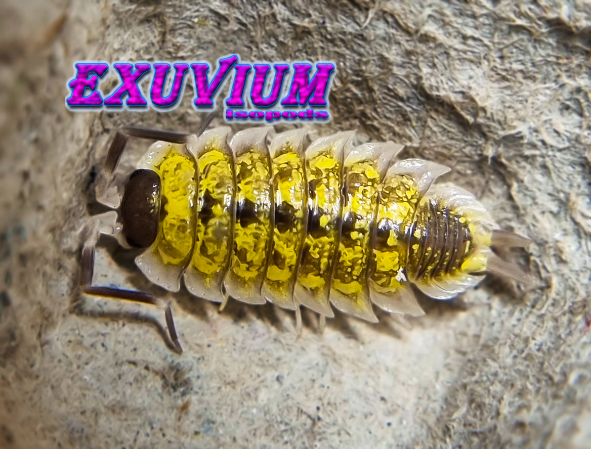 Porcellio sp. ‘Alanya’ – Exuvium Isopods