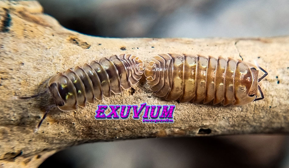 Spherillo sp. ‘Dream’ – Exuvium Isopods