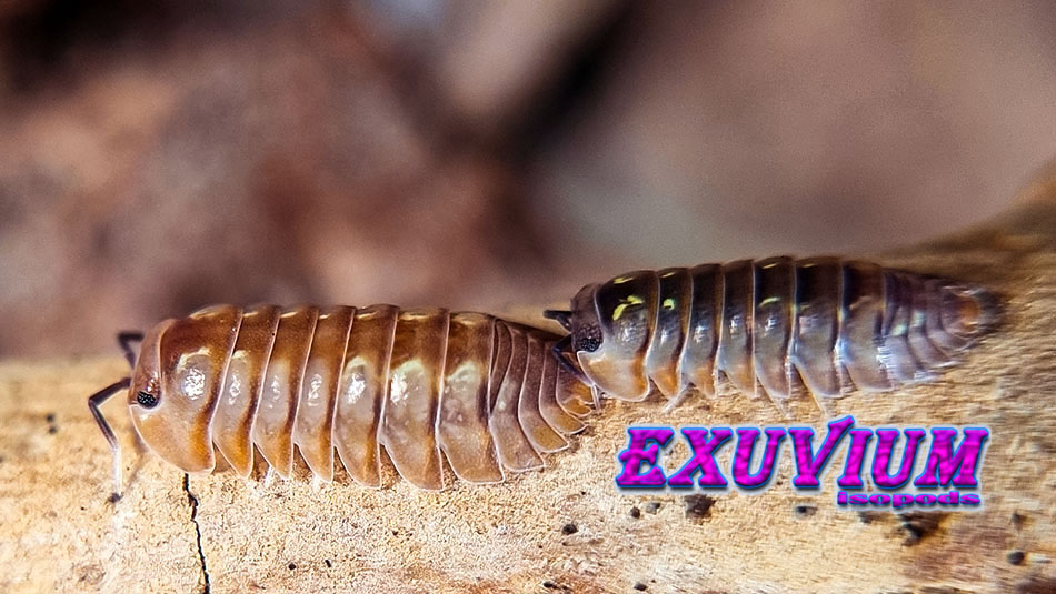 Spherillo sp. ‘Dream’ – Exuvium Isopods
