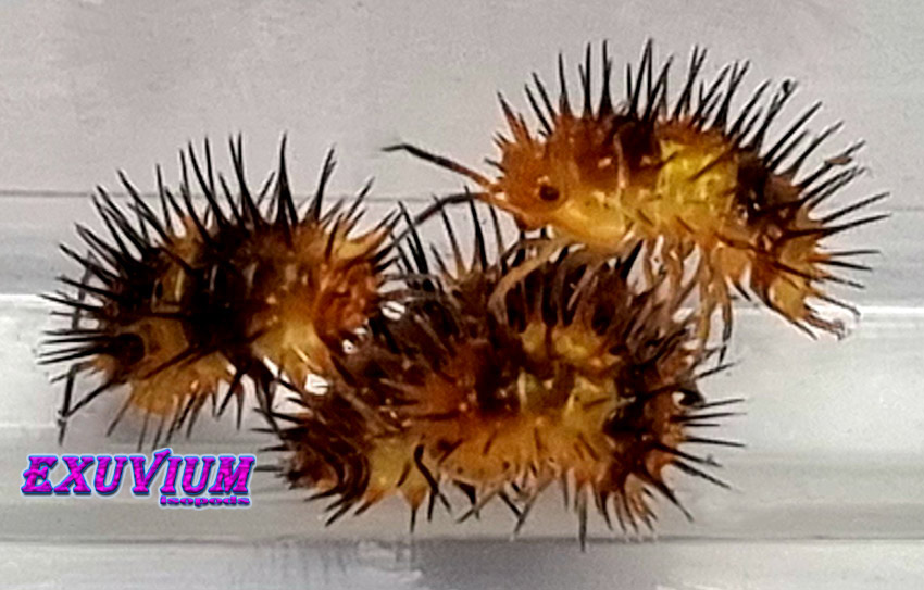 Laureola sp. ‘Durian Spiky’ – Exuvium Isopods