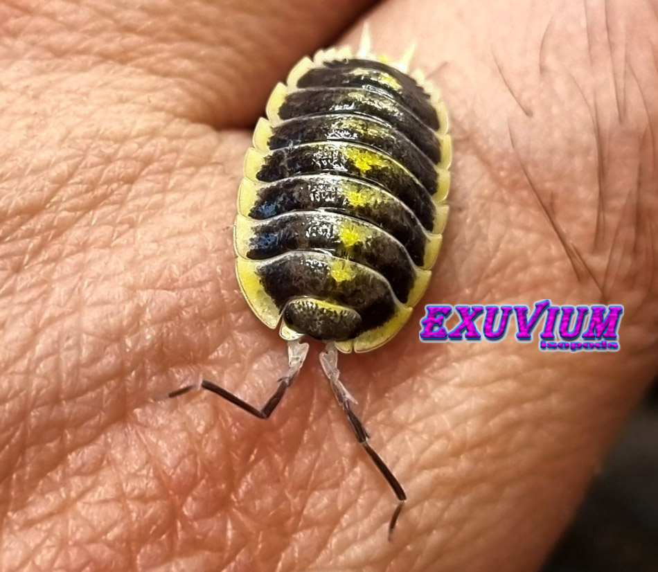 Porcellio flavomarginatus ‘Datca’ (yellow) – Exuvium Isopods