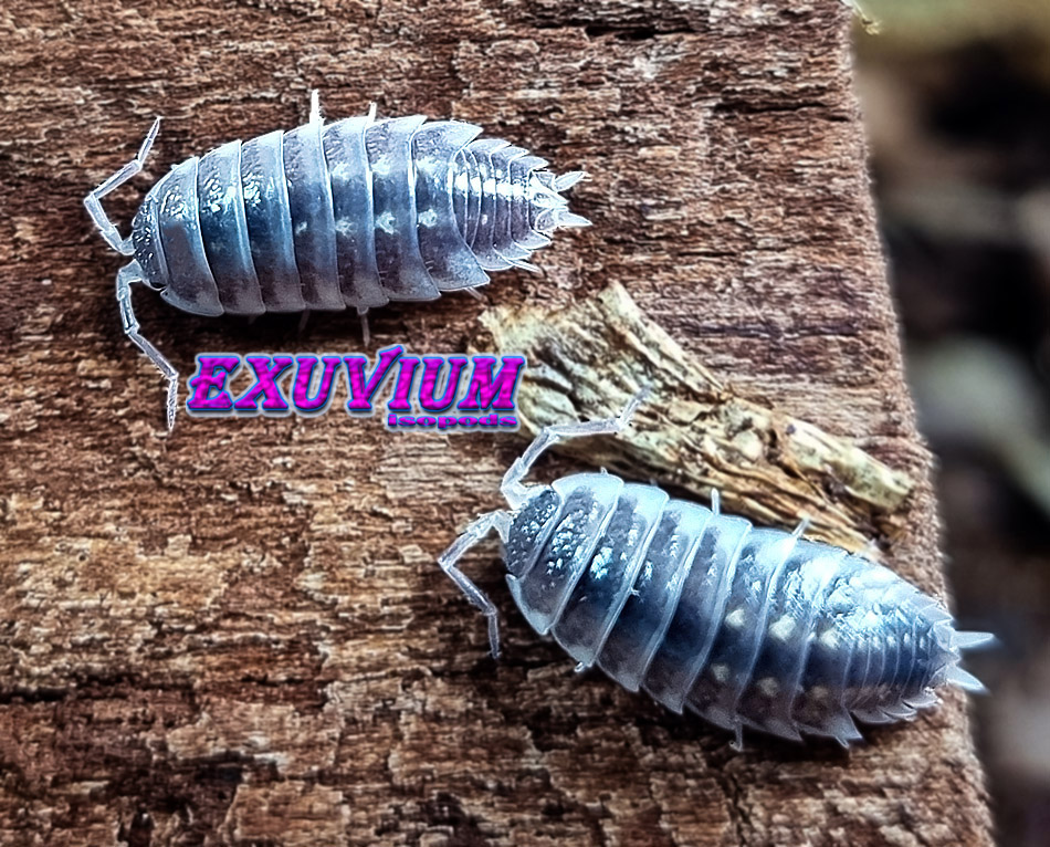 Porcellio pseudornatus ‘Zebra’ – Exuvium Isopods
