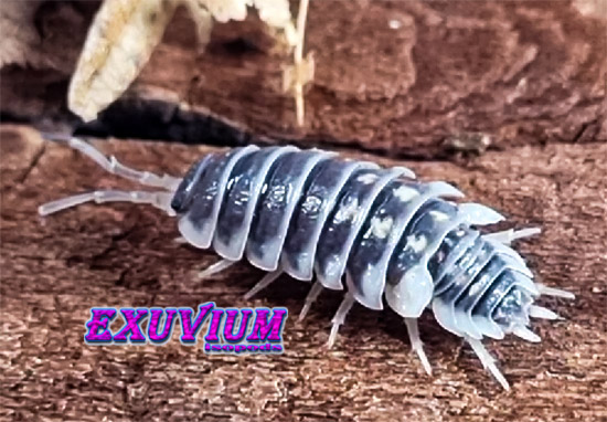 Porcellio pseudornatus ‘Zebra’ – Exuvium Isopods