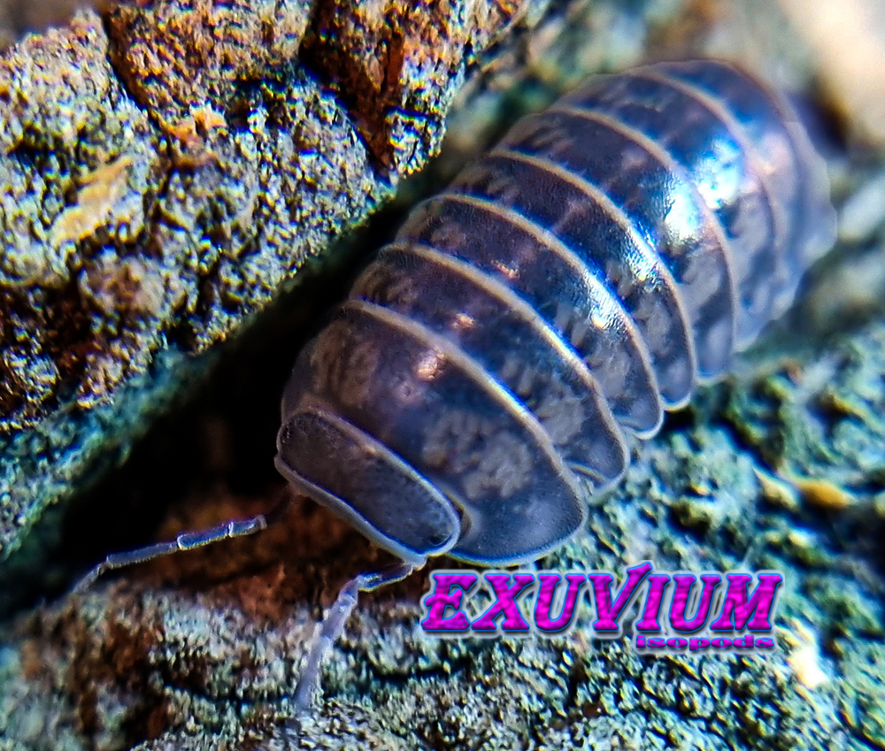 Armadillo officinalis ‘Israel’ SALE 🔥 – Exuvium Isopods