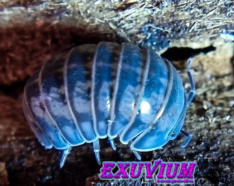 Armadillo officinalis ‘Israel’ SALE 🔥 – Exuvium Isopods