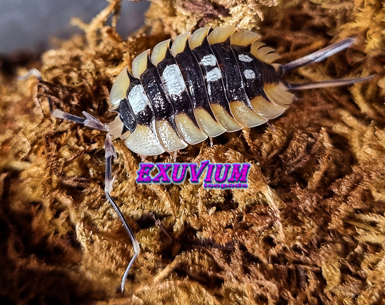 Porcellio expansus ‘Senia’ – Exuvium Isopods