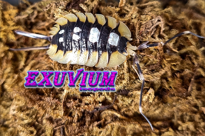 Porcellio expansus ‘Senia’ – Exuvium Isopods
