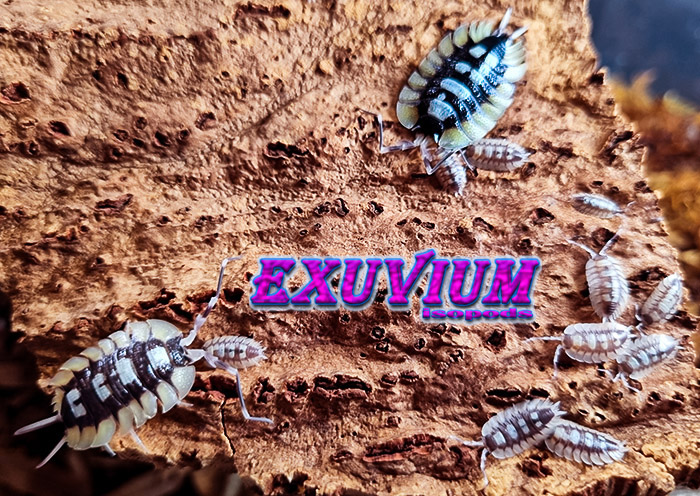 Porcellio expansus ‘Senia’ – Exuvium Isopods