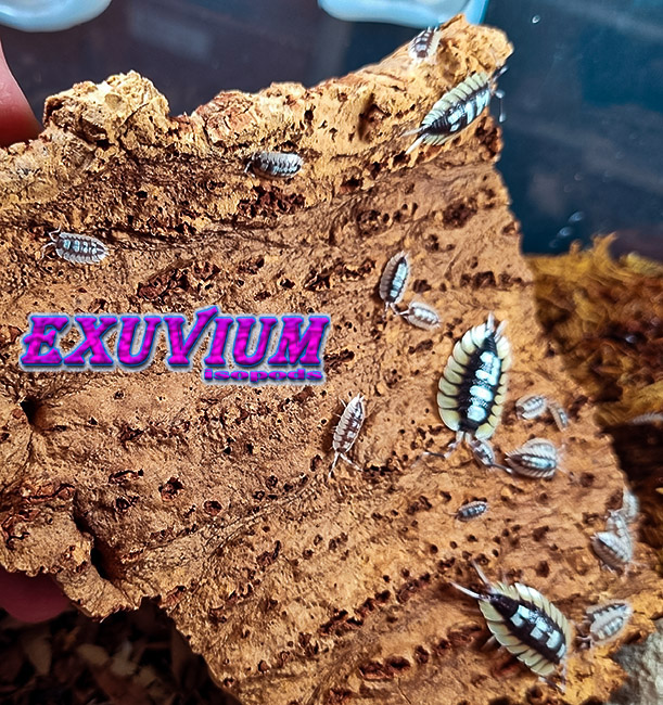 Porcellio expansus ‘Senia’ – Exuvium Isopods