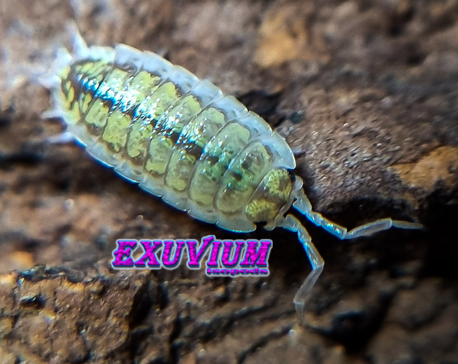 Porcellio haasi ‘Bardenas’ – Exuvium Isopods