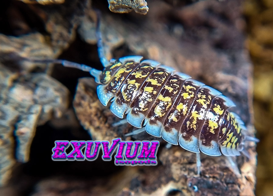Porcellio haasi ‘Bardenas’ – Exuvium Isopods
