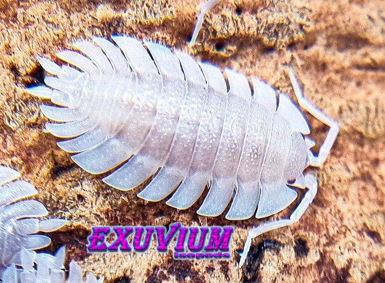 Porcellio spatulatus ‘White’ – Exuvium Isopods
