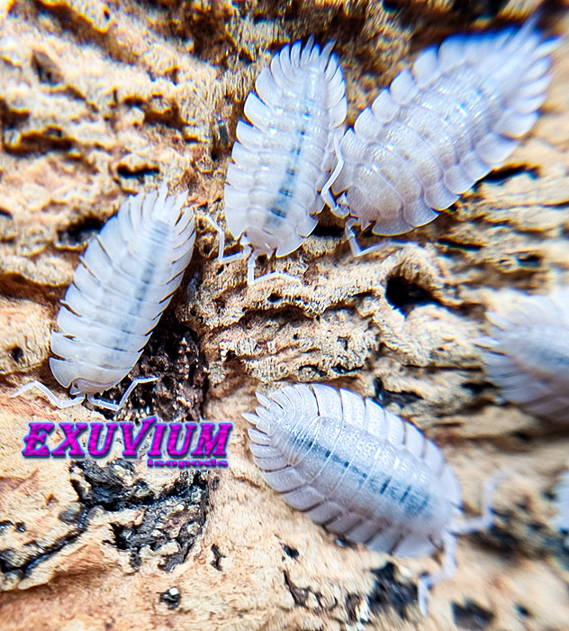 Porcellio spatulatus ‘White’ – Exuvium Isopods