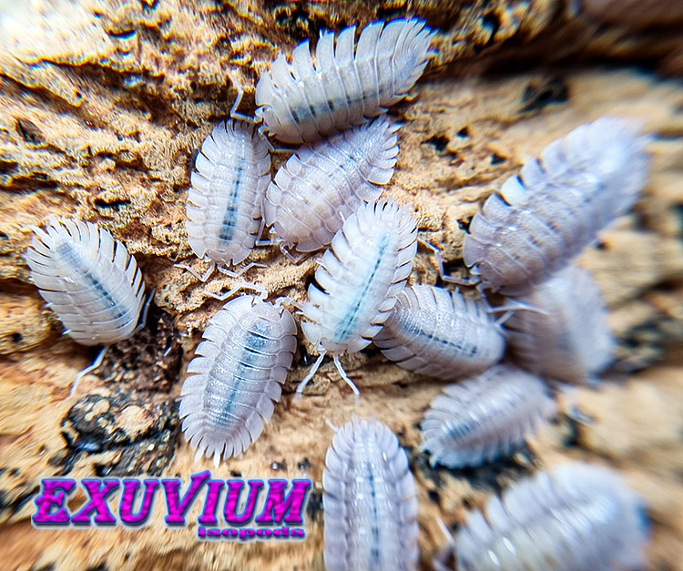 Porcellio spatulatus ‘White’ – Exuvium Isopods