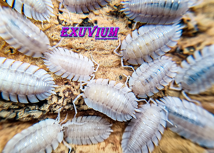 Porcellio spatulatus ‘White’ – Exuvium Isopods