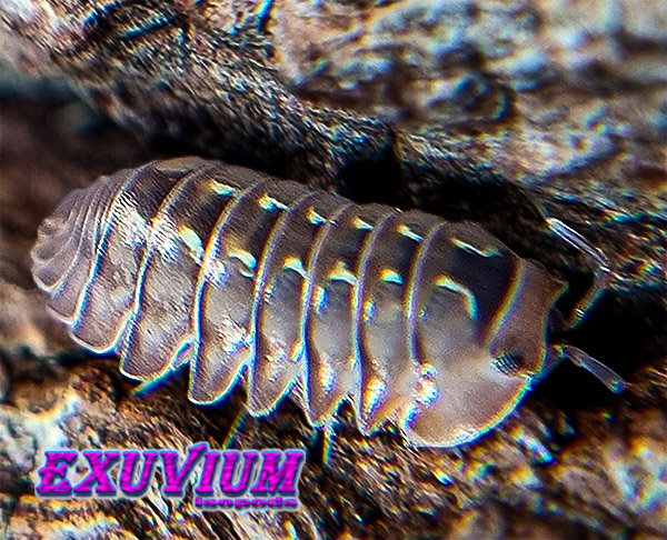 Spherillo sp. ‘Dream’ – Exuvium Isopods