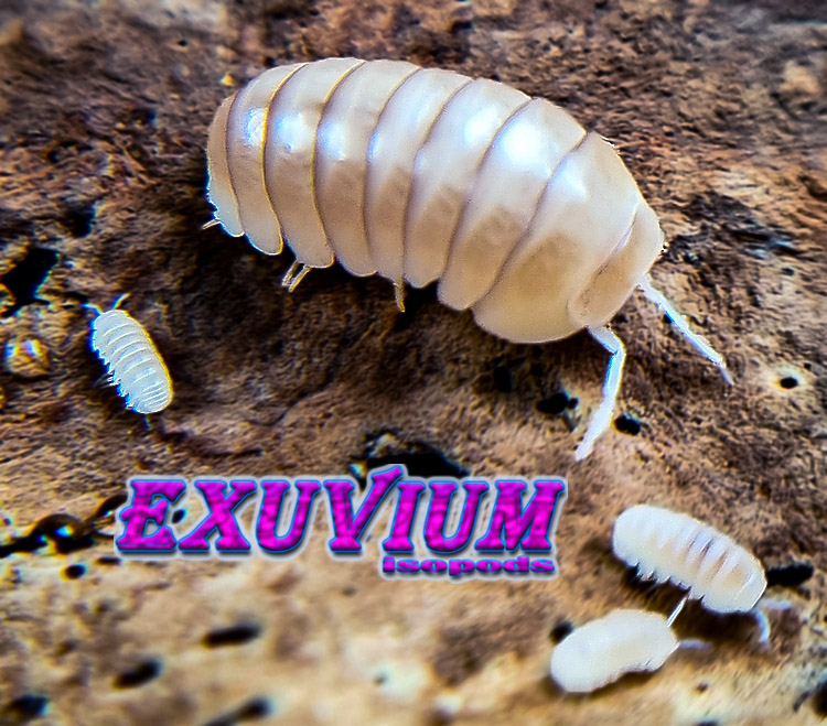 Armadillo officinalis ‘White Piña’ SALE 🔥 – Exuvium Isopods