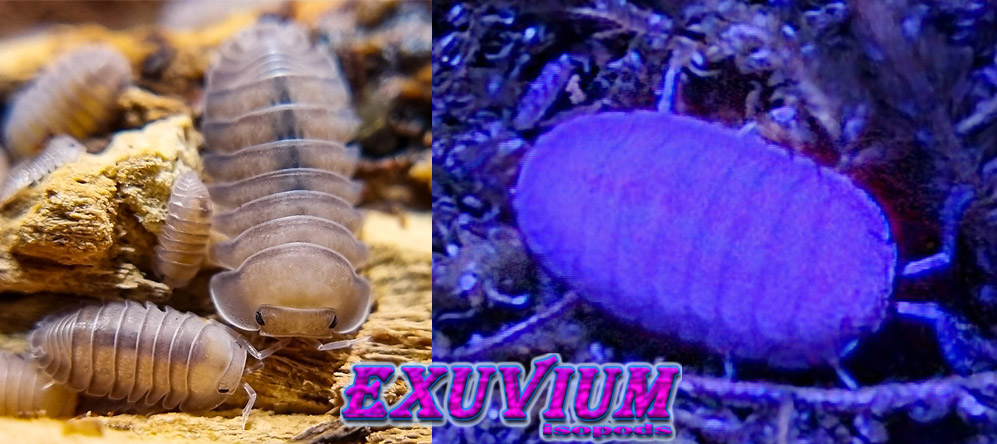 Cubaris sp. ‘Thai Angel Blue’ – Exuvium Isopods