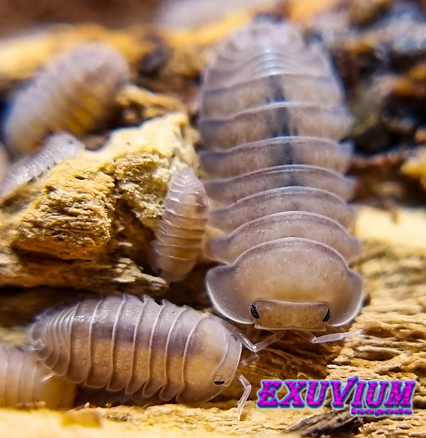 Cubaris sp. ‘Thai Angel Blue’ – Exuvium Isopods