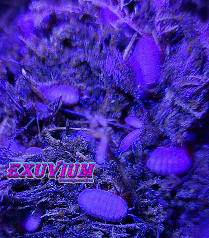 Cubaris sp. ‘Thai Angel Blue’ – Exuvium Isopods