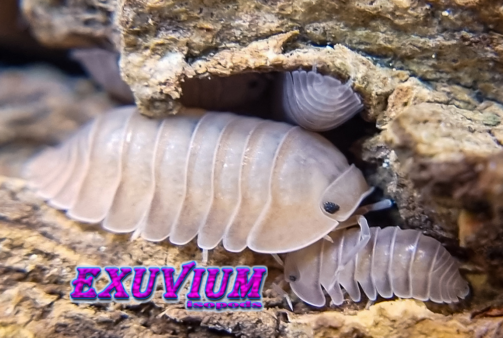 Cubaris sp. ‘Thai Angel Blue’ – Exuvium Isopods