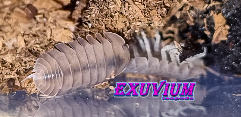 Cubaris sp. ‘Thai Angel Blue’ – Exuvium Isopods