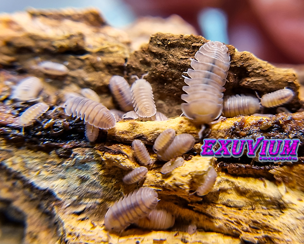 Cubaris sp. ‘Thai Angel Blue’ – Exuvium Isopods