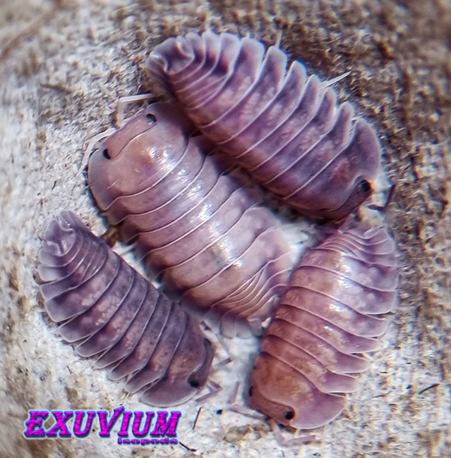 Nesodillo arcangelii ‘Purple Ghost’ – Exuvium Isopods