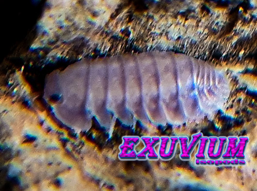 Nesodillo arcangelii ‘Purple Ghost’ – Exuvium Isopods