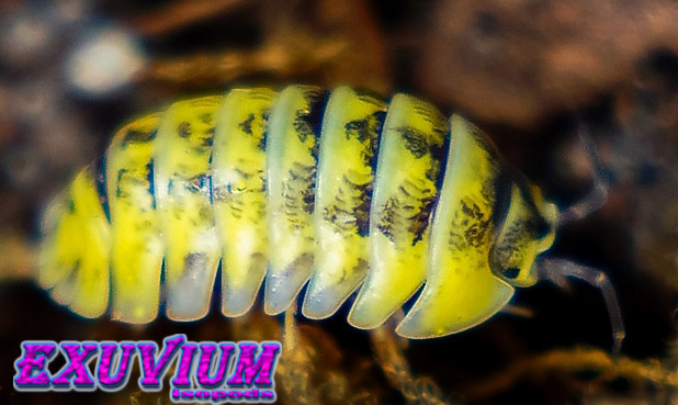 Armadillidium gestroi ‘Milky Way Yellow’ – Exuvium Isopods