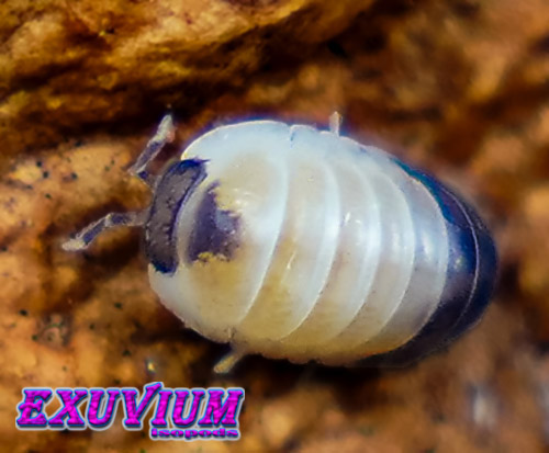 Cubaris sp. ‘Tapir’ 50% off 🔥 – Exuvium Isopods