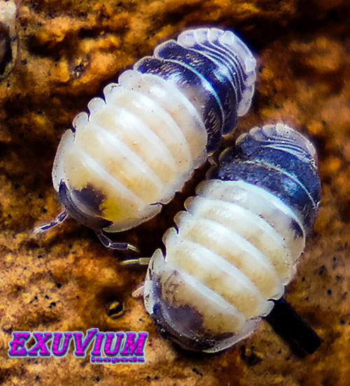 Cubaris sp. ‘Tapir’ 50% off 🔥 – Exuvium Isopods