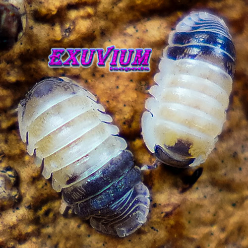 Cubaris sp. ‘Tapir’ 50% off 🔥 – Exuvium Isopods