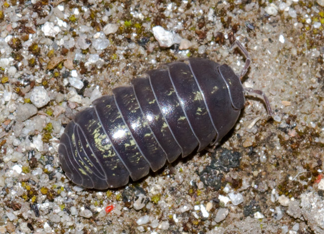 Isopods for Beginners – Exuvium Isopods