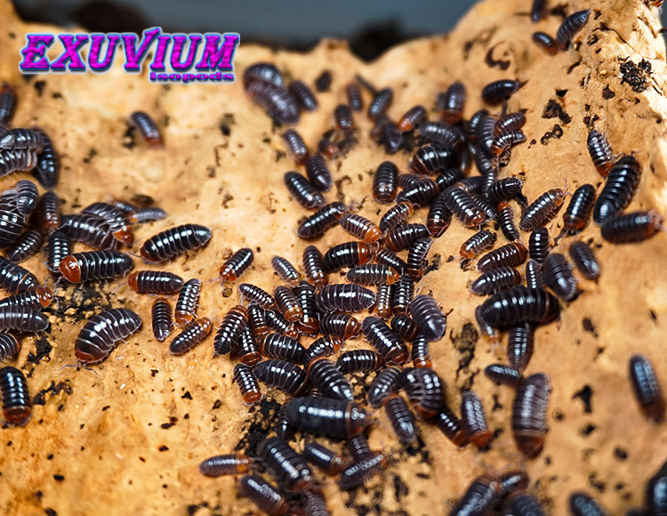 Armadillidium flavoscutatum ‘Redhead’ with genes for Dalmatian and ...