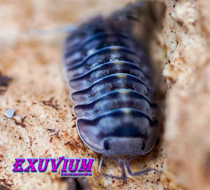 Armadillidae sp. ‘Electric Blue’ (ex Cubaris) – Exuvium Isopods