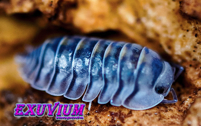 Armadillidae sp. ‘Electric Blue’ (ex Cubaris) – Exuvium Isopods